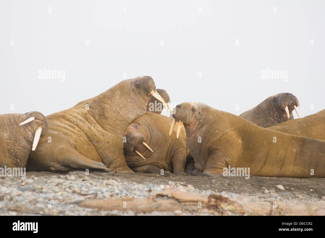 Walrus flipper hi-res stock photography and images - Alamy