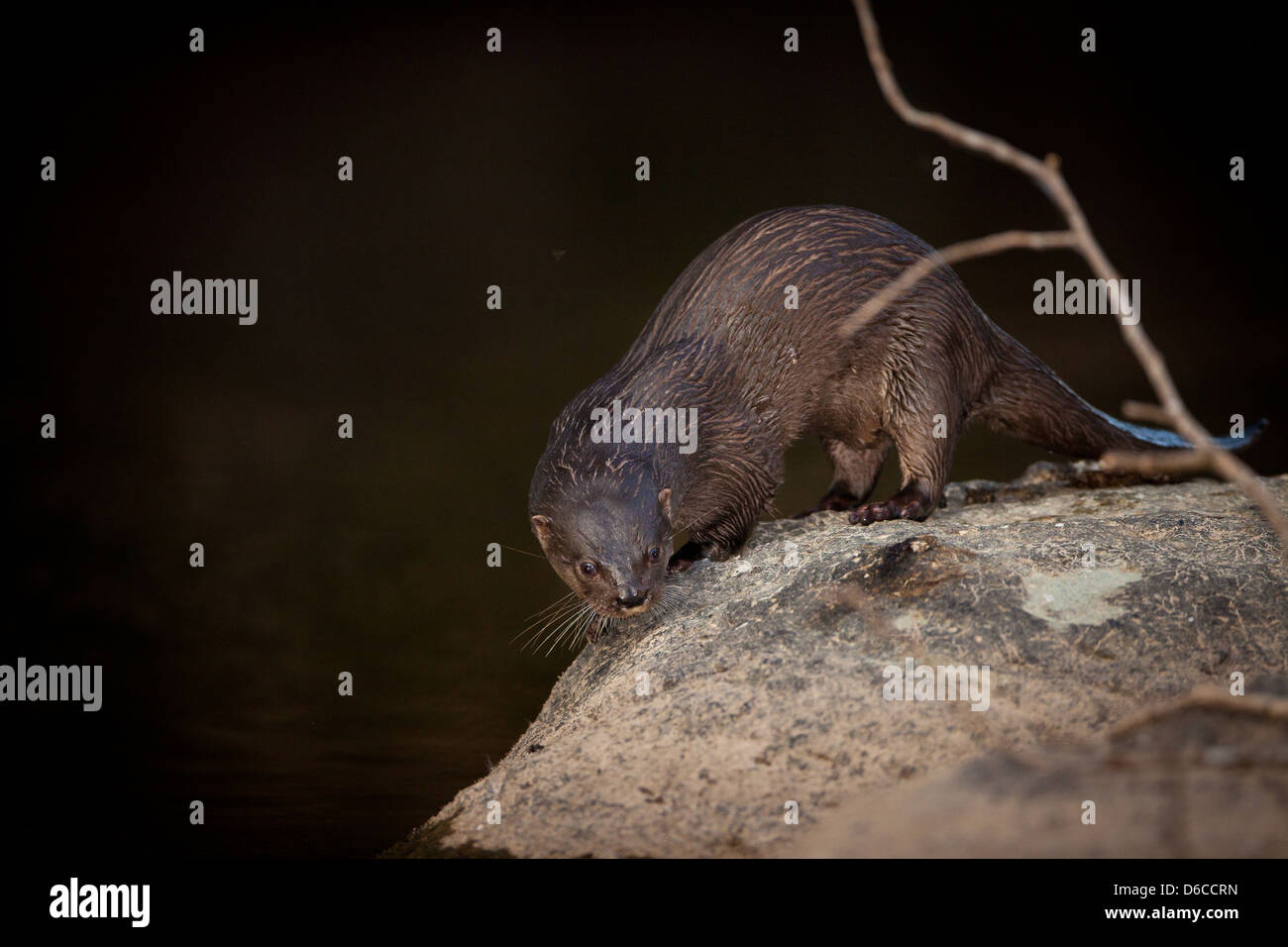 Neotropical otter hi-res stock photography and images - Alamy