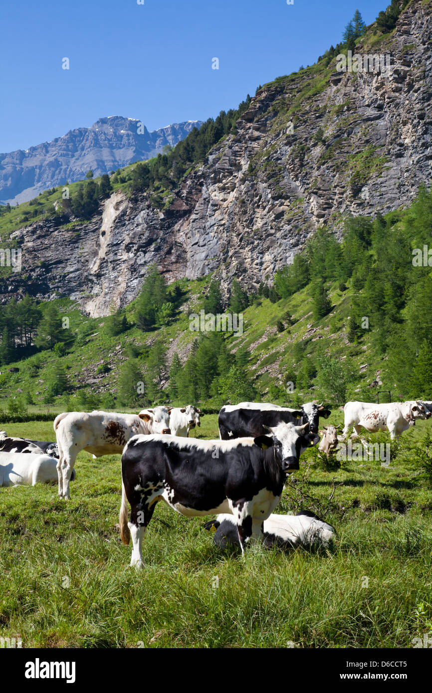 Cows and Italian Alps Stock Photo - Alamy