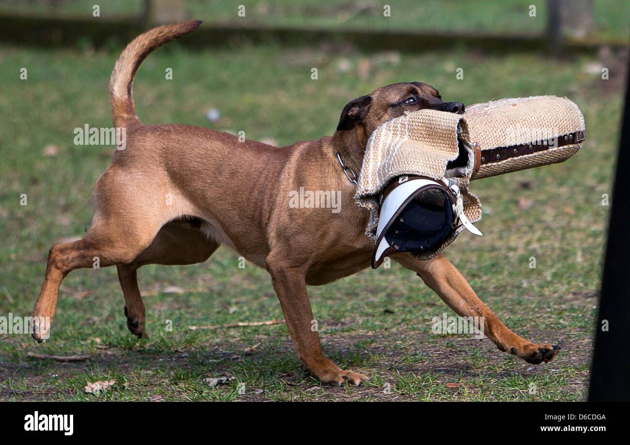 Police dog Boss carries a protective arm covering during practice at ...
