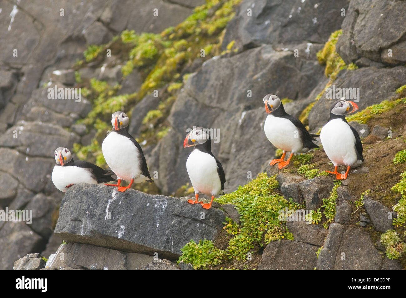 Small flock of Atlantic puffins (Fratercula arctica) perched on cliffs ...