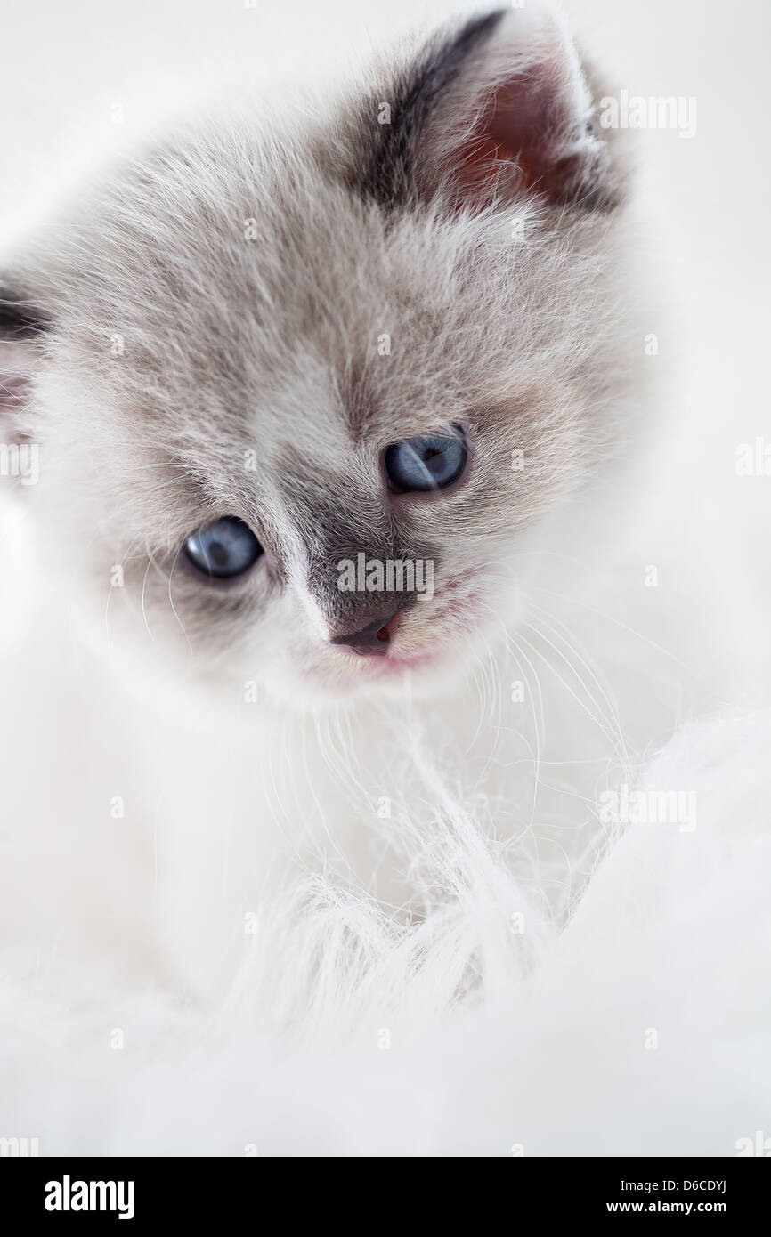 Persian baby hi-res stock photography and images - Alamy