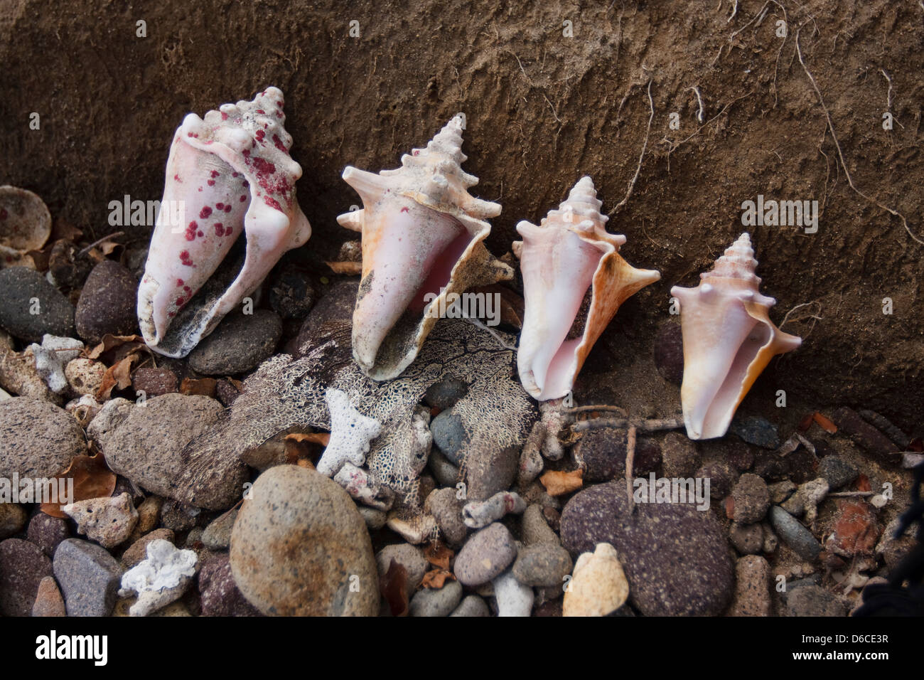 Sea shells, Caribbean Stock Photo - Alamy