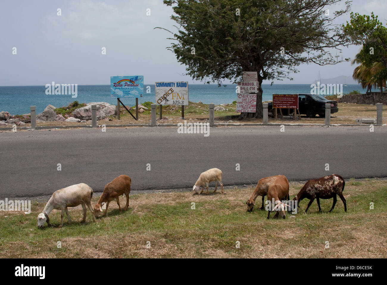 Animals of the caribbean hi-res stock photography and images - Alamy