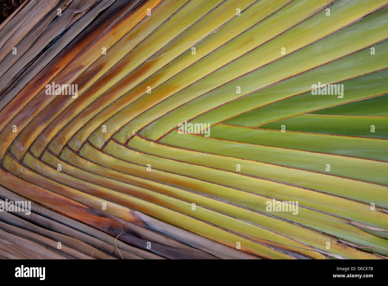 Palm tree leaf, Caribbean Stock Photo - Alamy