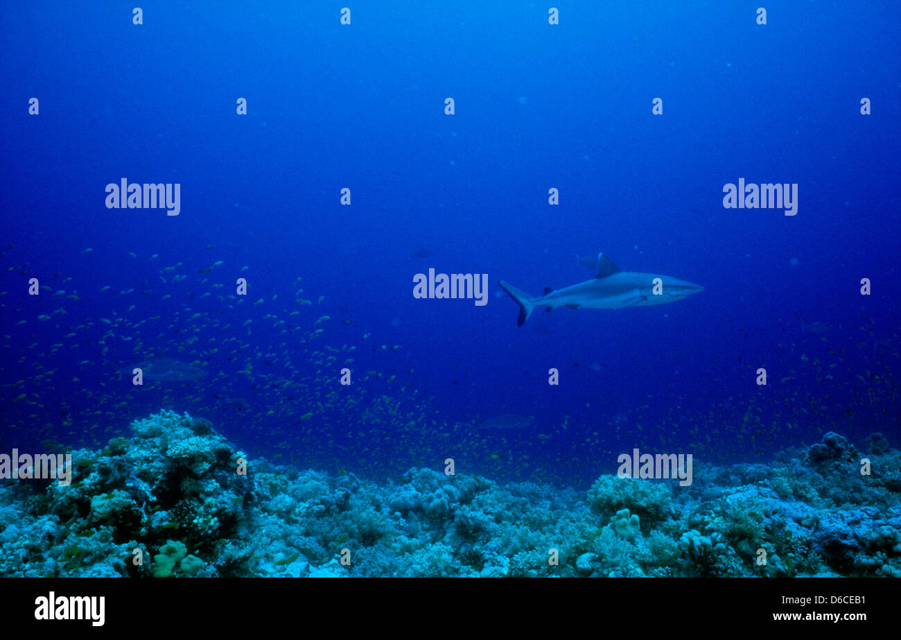 Grey Reef Sharks,Carcharhinus anblyrhynchos,Red Sea Dec 1986 Slide ...