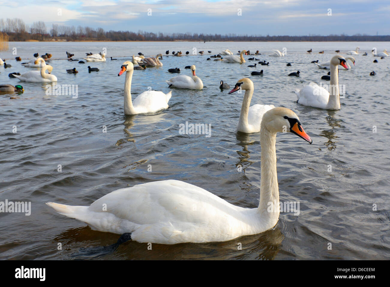 Russian swan hi-res stock photography and images - Alamy
