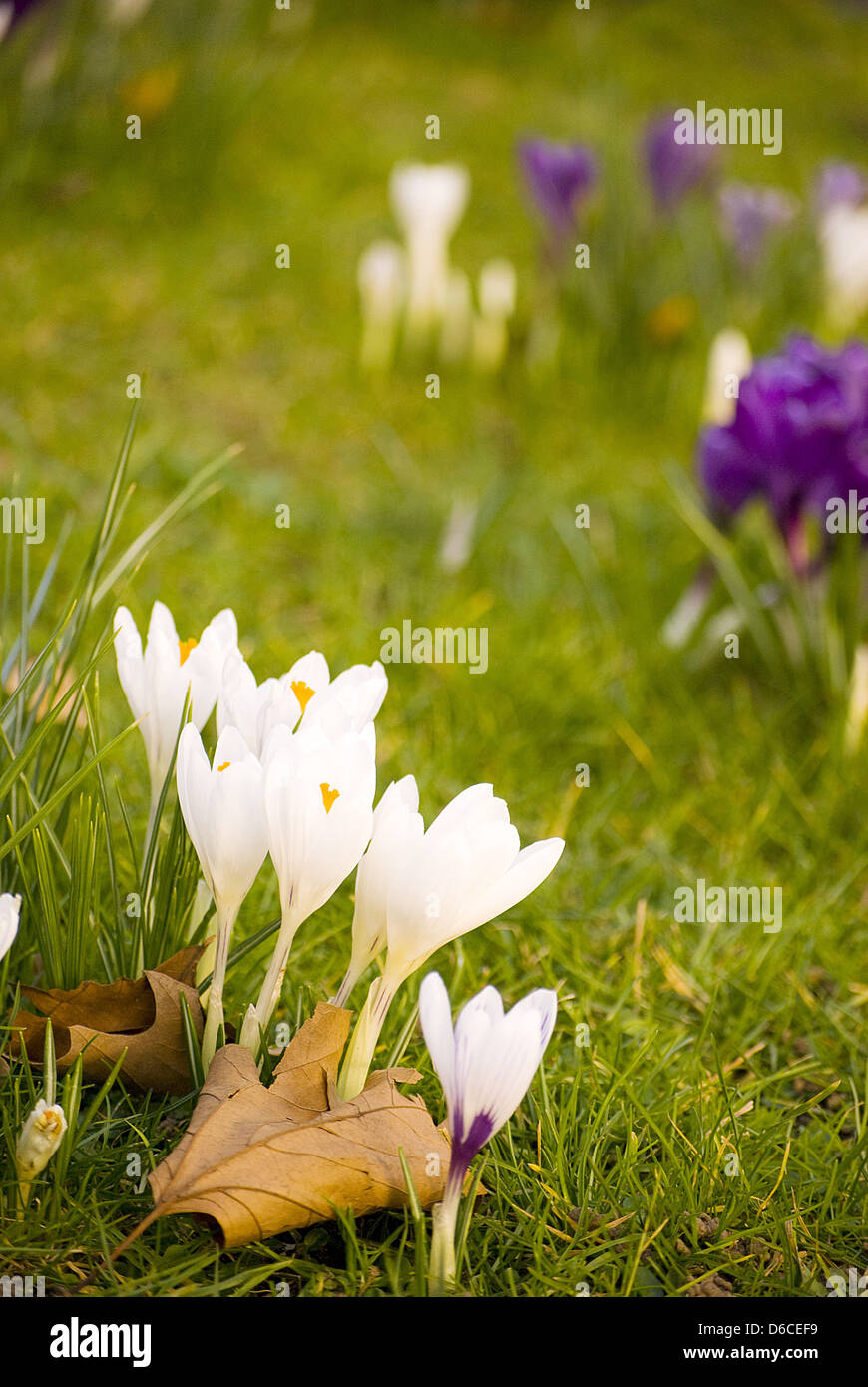 Crocuses on march meadow hi-res stock photography and images - Alamy