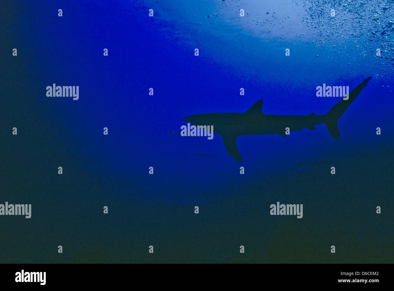 Carcharhinus falciformis indian ocean hi-res stock photography and ...