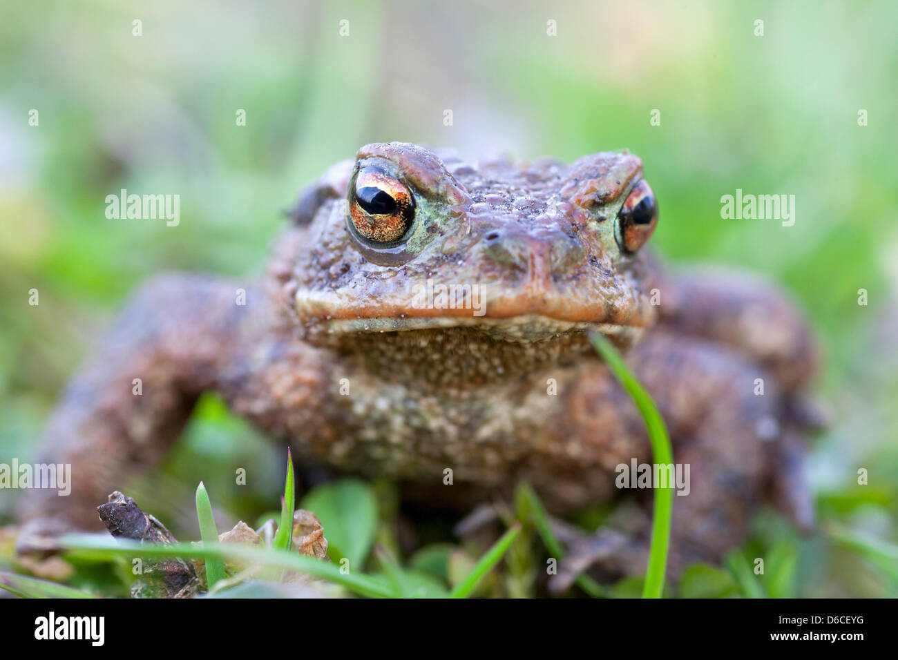 Germany/Brandenburg/Haidemuehl, a toad (european toad - bufo bufo) in a ...