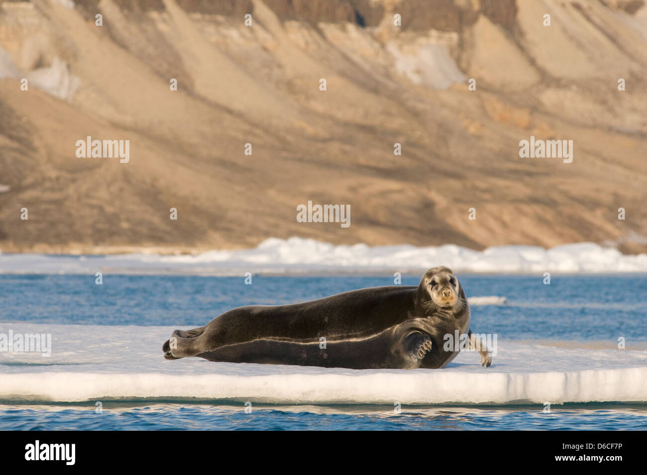 Bearded seal (Erignathus barbatus) on an ice flow under the midnight ...