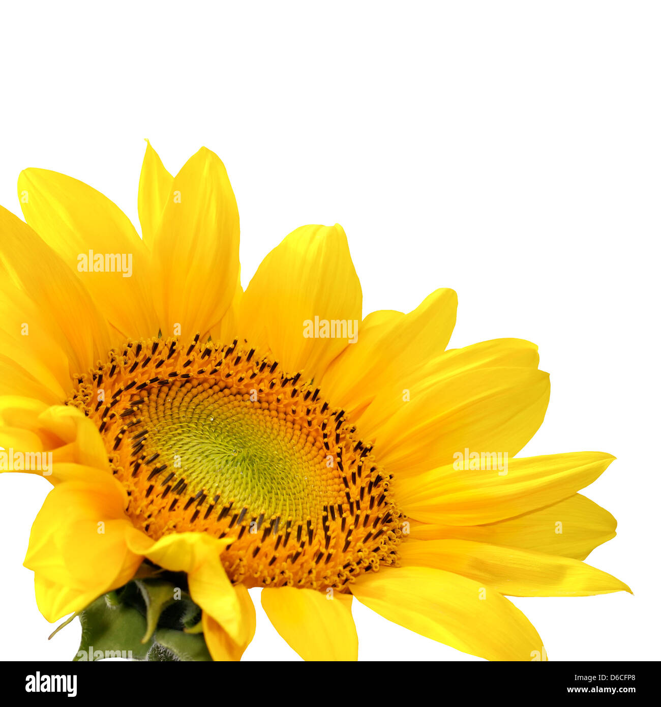 Isolated yellow sunflower Stock Photo - Alamy