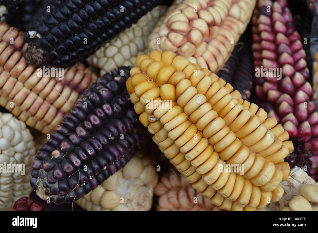 Corn / Maize varietals in Peru Stock Photo - Alamy