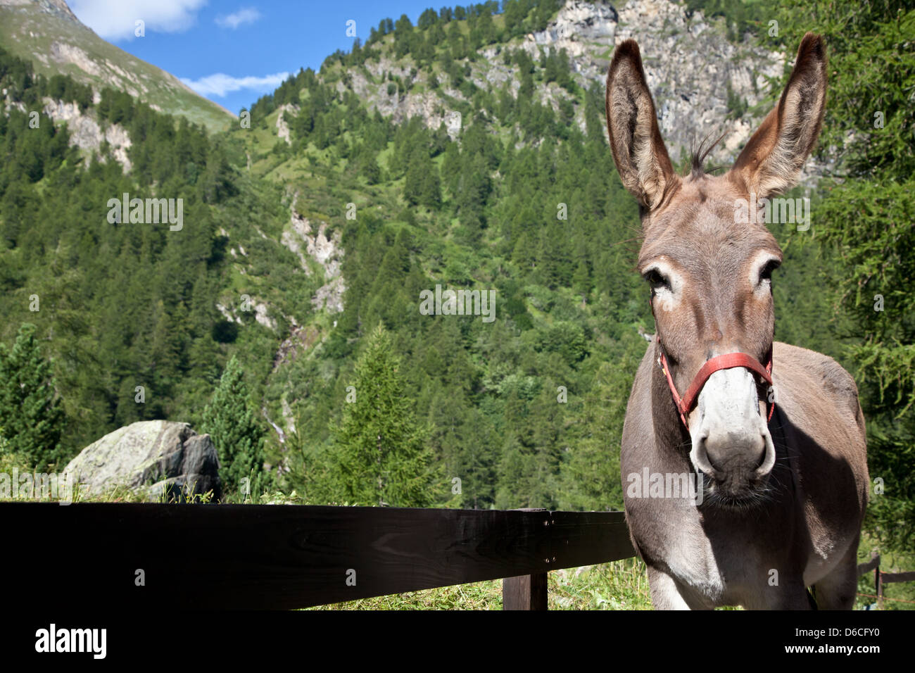 Donkey close up Stock Photo - Alamy