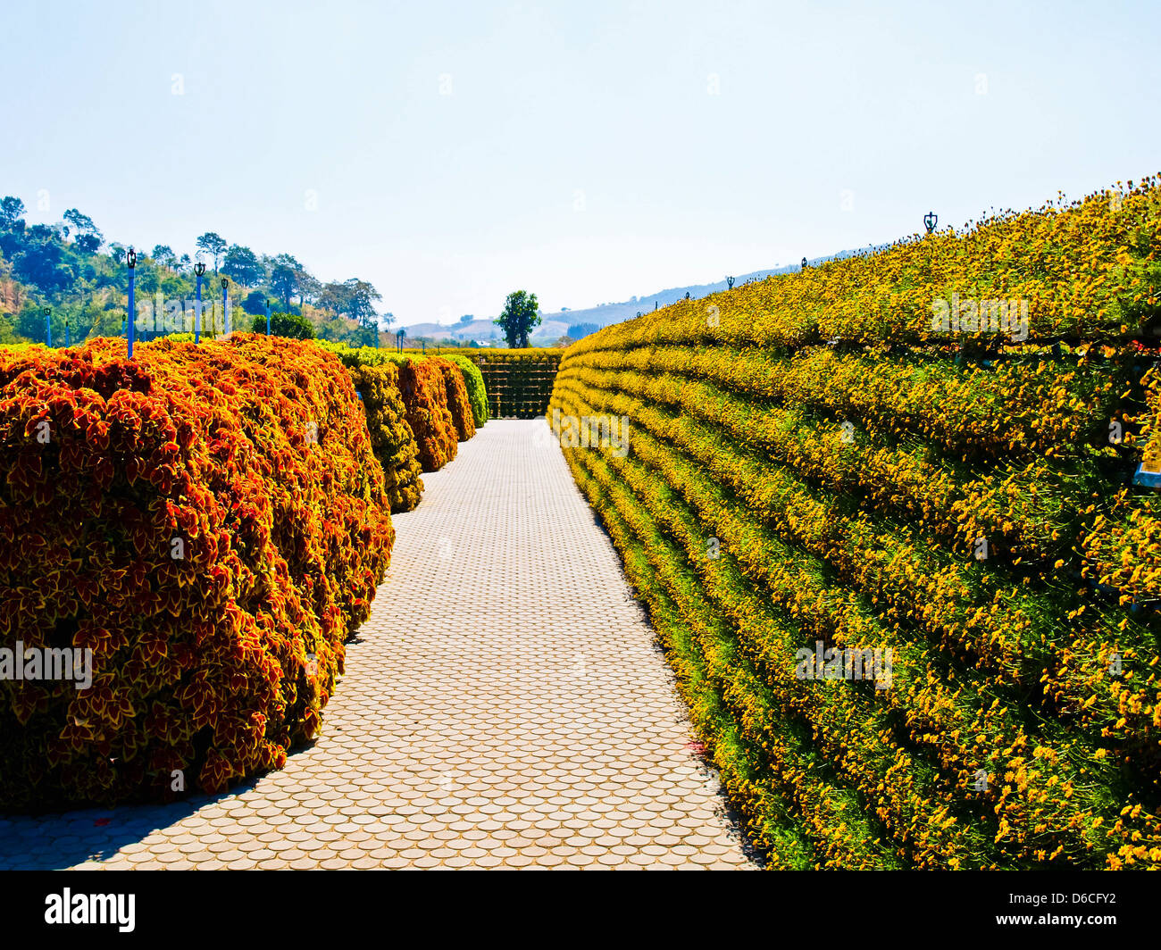 Yellow Cosmos flower wall in nature Stock Photo - Alamy