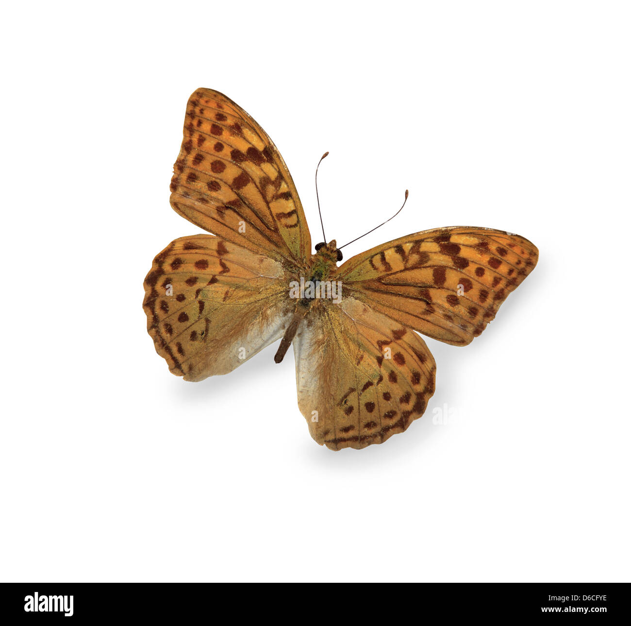 Leopard butterfly hi-res stock photography and images - Alamy