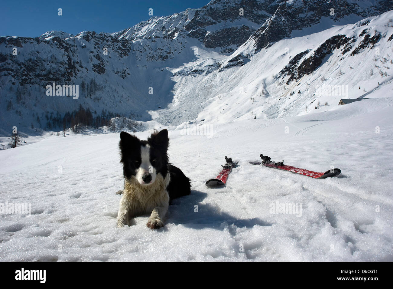 A dog and my skis in the snow- Airolo Switzerland Stock Photo - Alamy