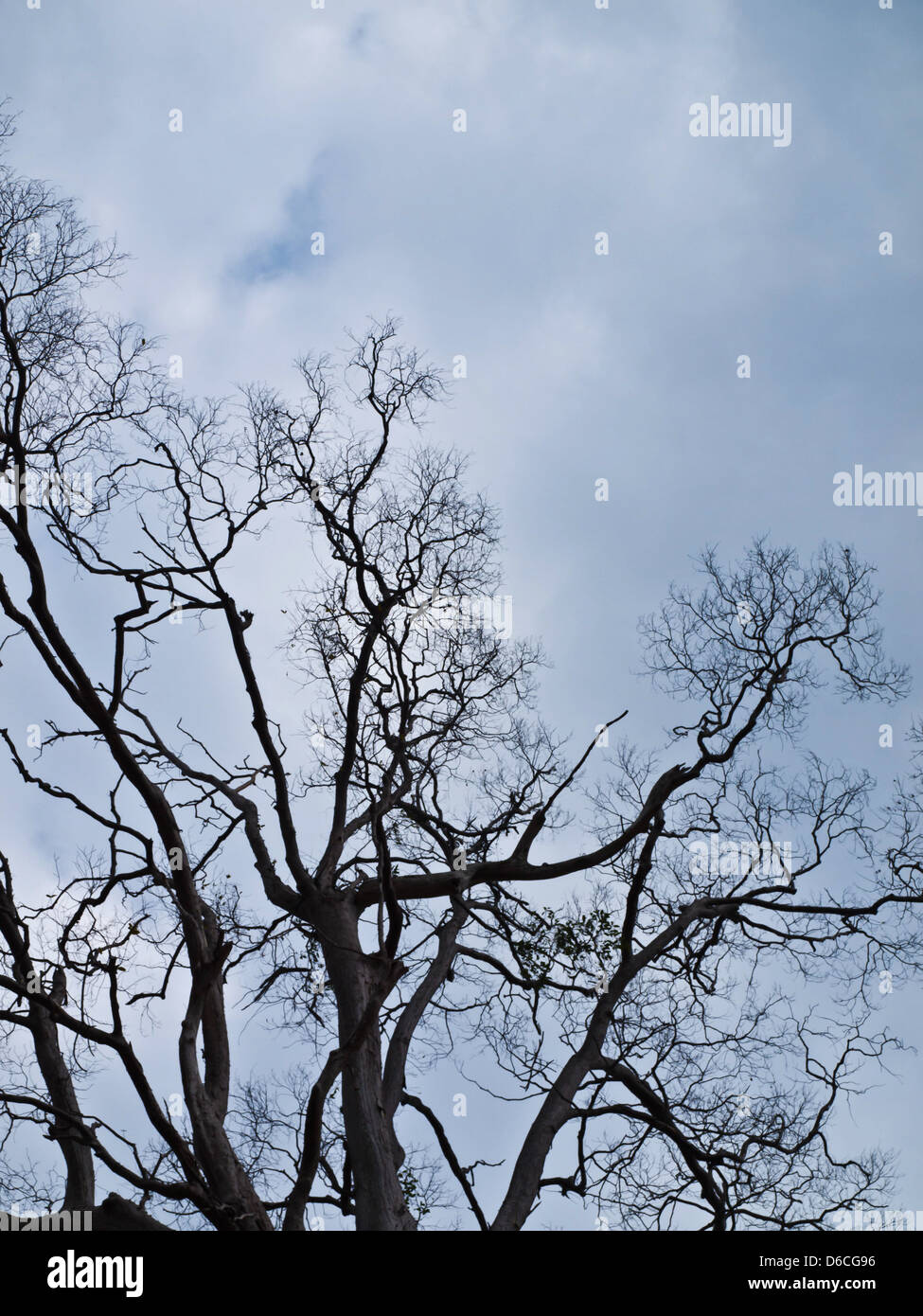 Dried tree in summer in Thailand Stock Photo - Alamy
