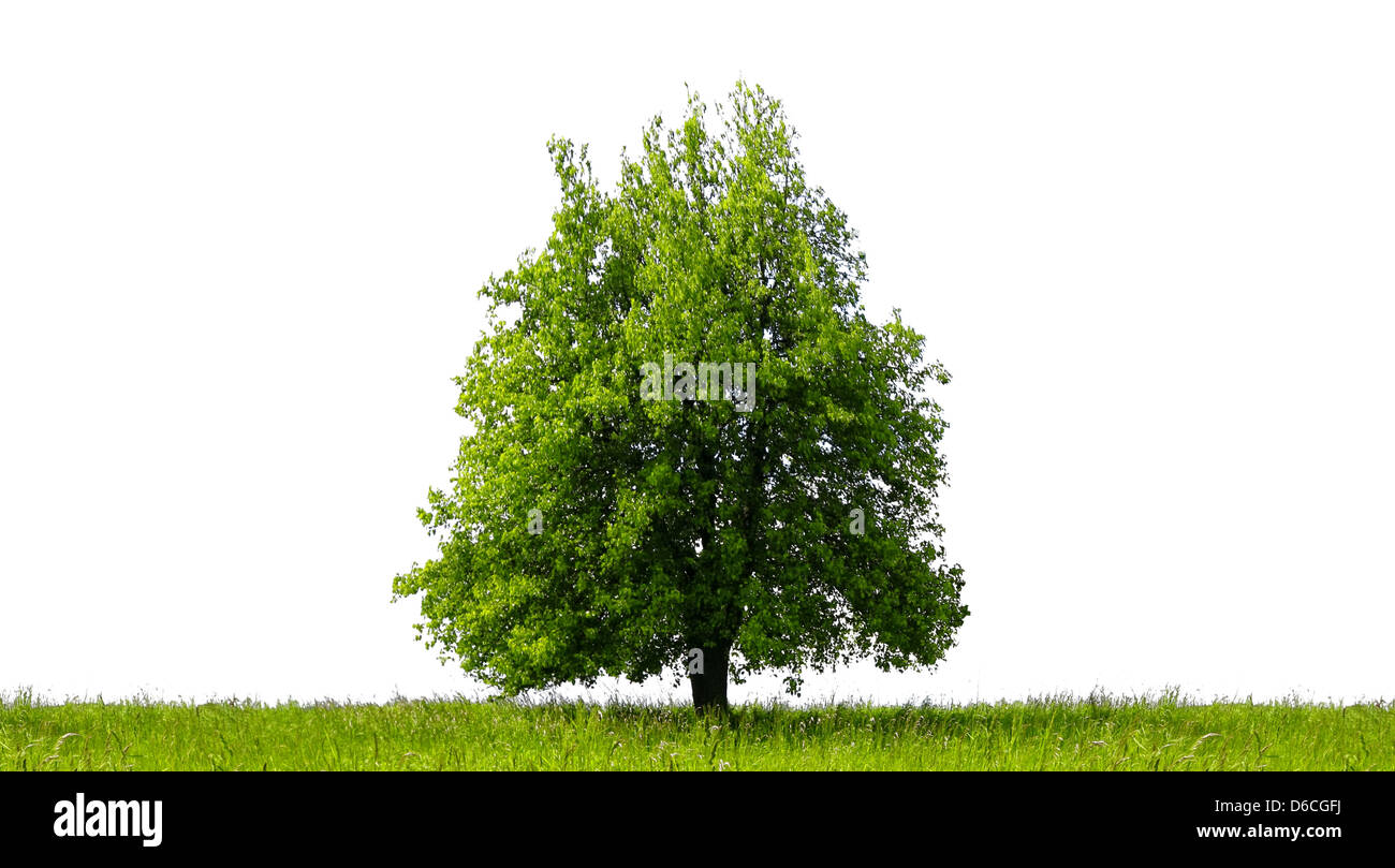 Green tree, isolated Stock Photo - Alamy