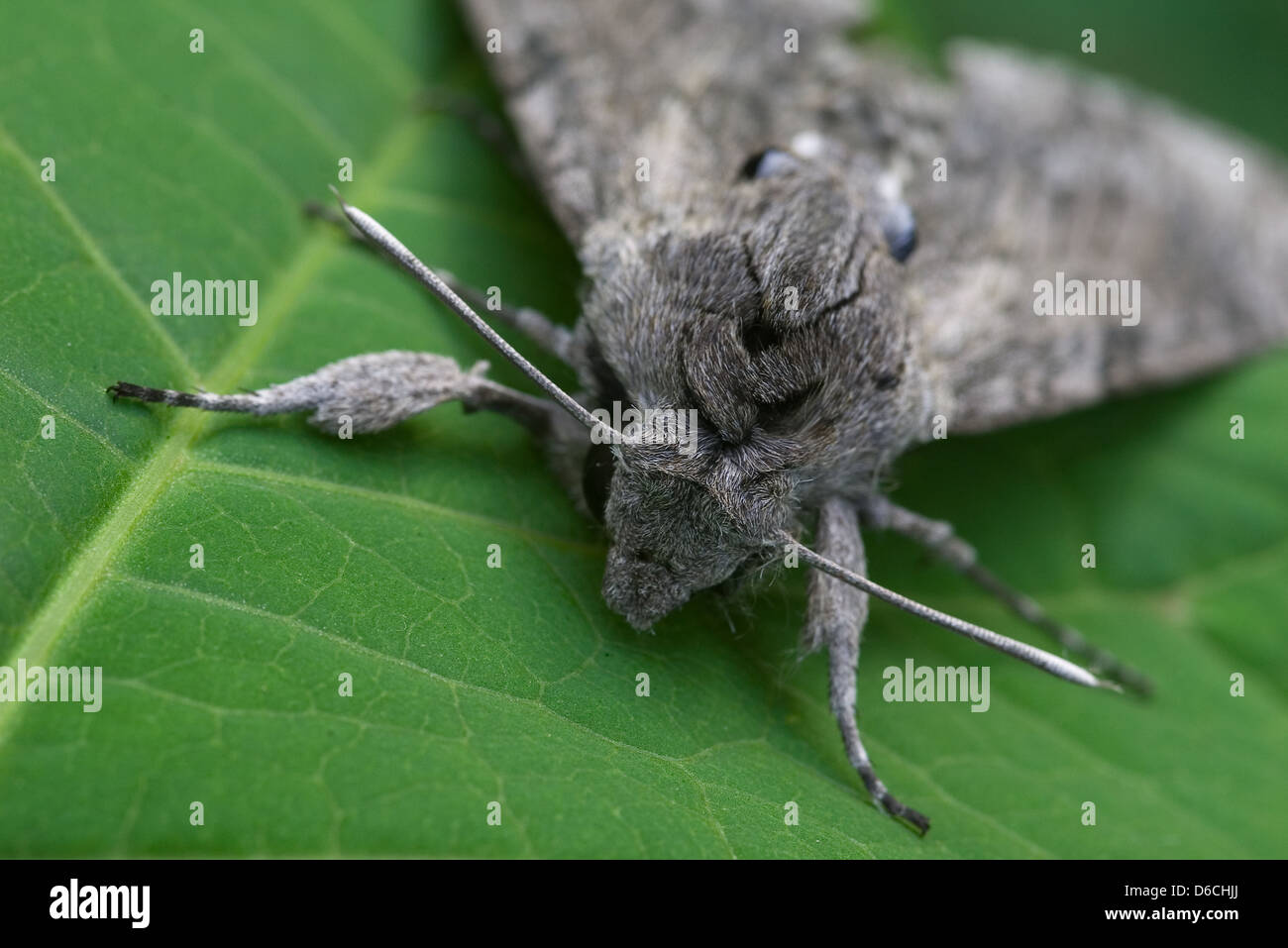Convulvulus hi-res stock photography and images - Alamy