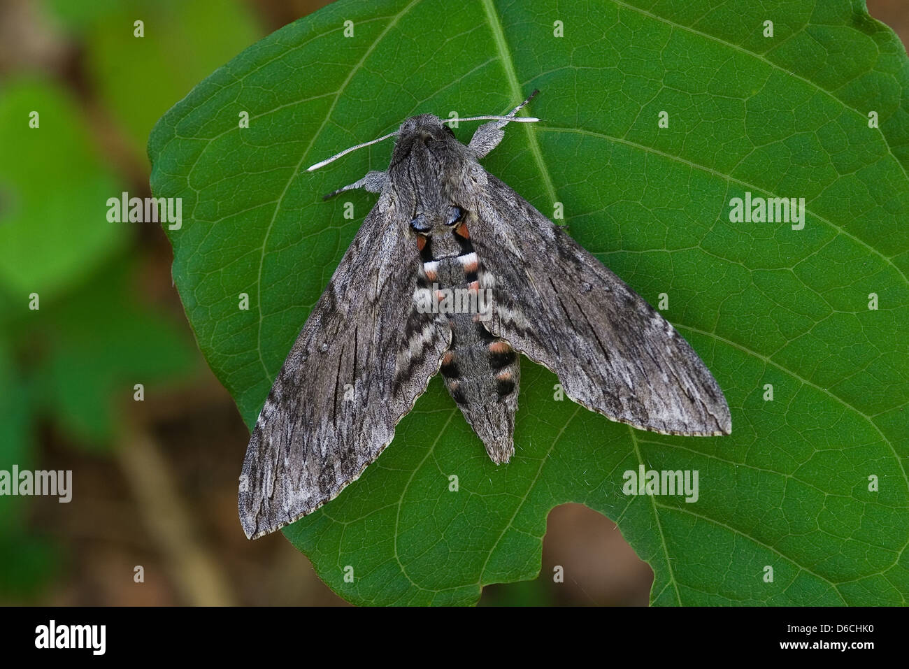 Moth insects hi-res stock photography and images - Alamy