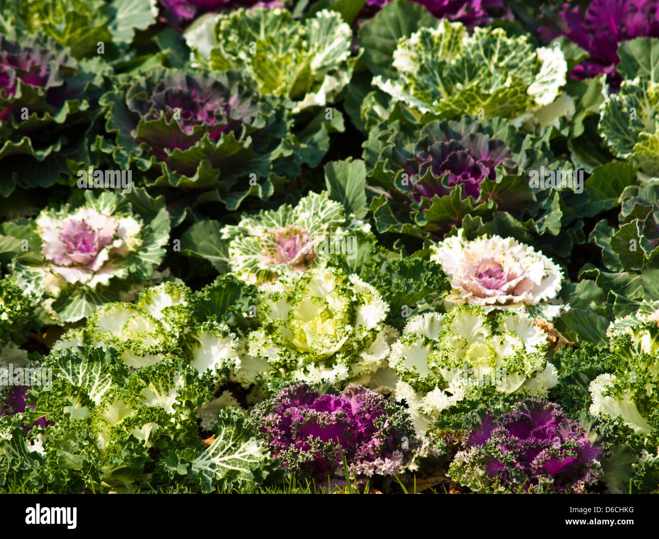 Violet flowering cabbage in nature Stock Photo - Alamy
