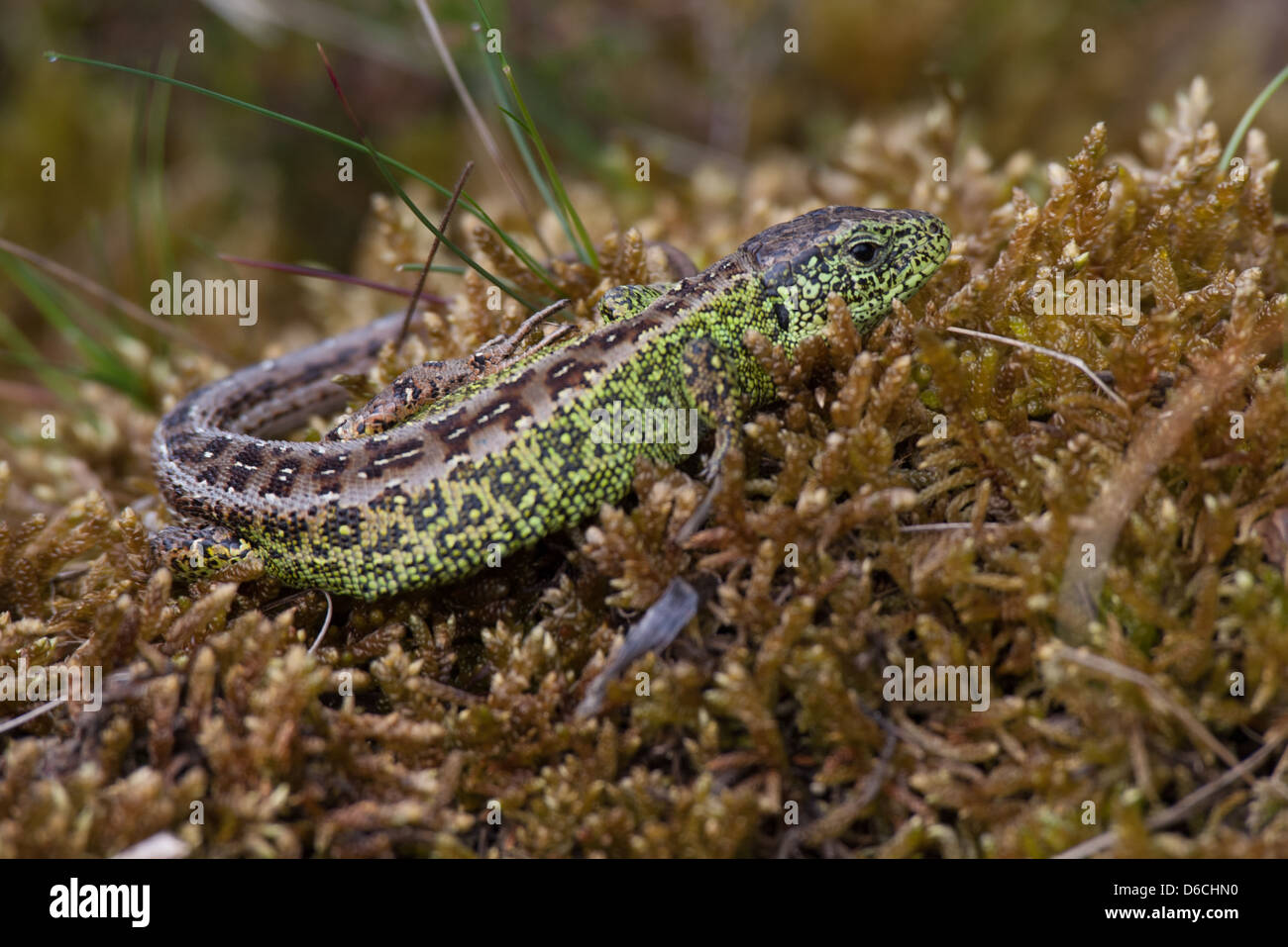 Hagedissen hi-res stock photography and images - Alamy