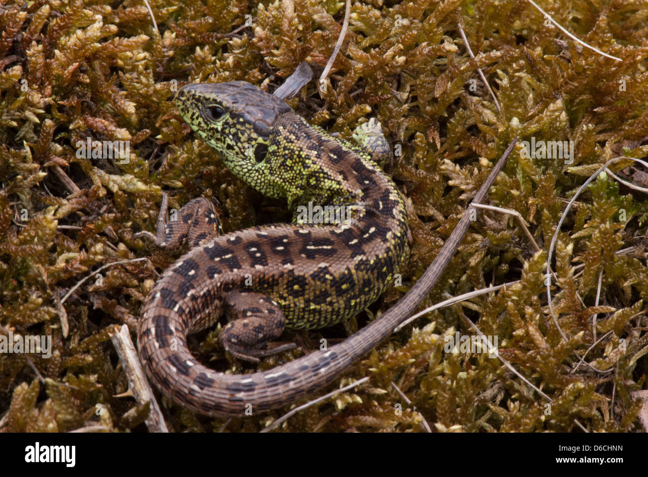 True lizards hi-res stock photography and images - Alamy