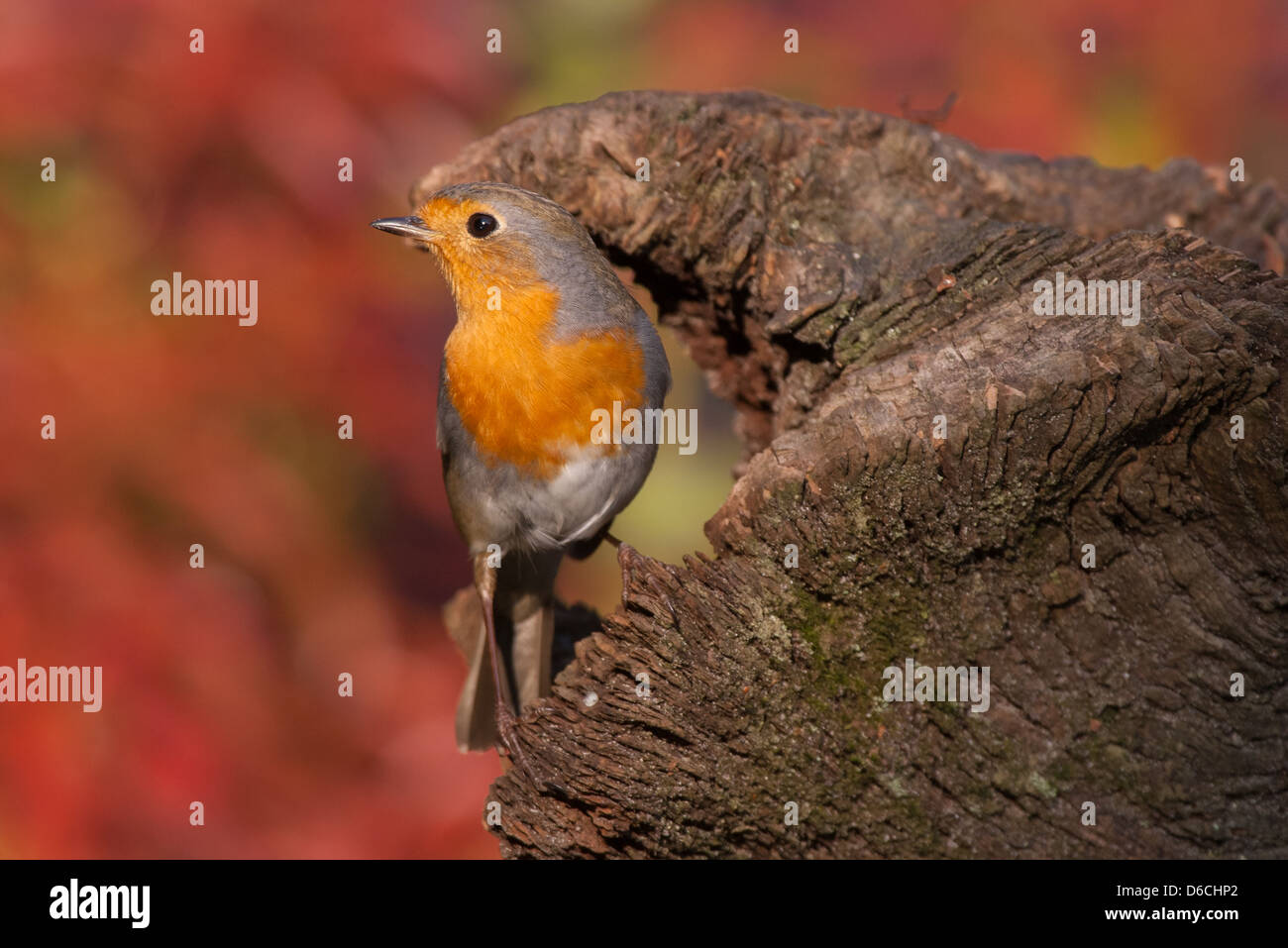 Van ede hi-res stock photography and images - Alamy