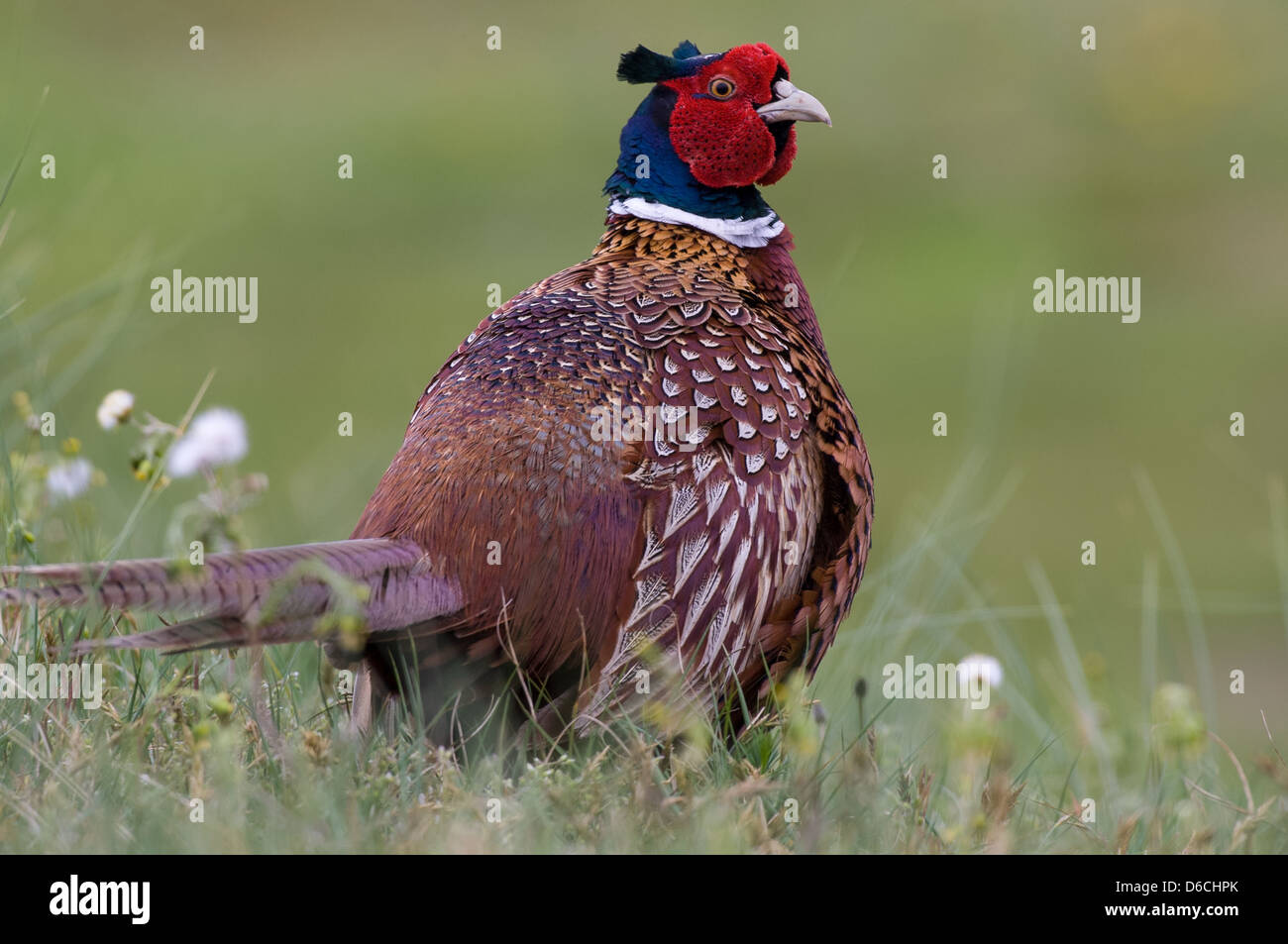 Male Ring-necked Pheasant Stock Photo - Alamy