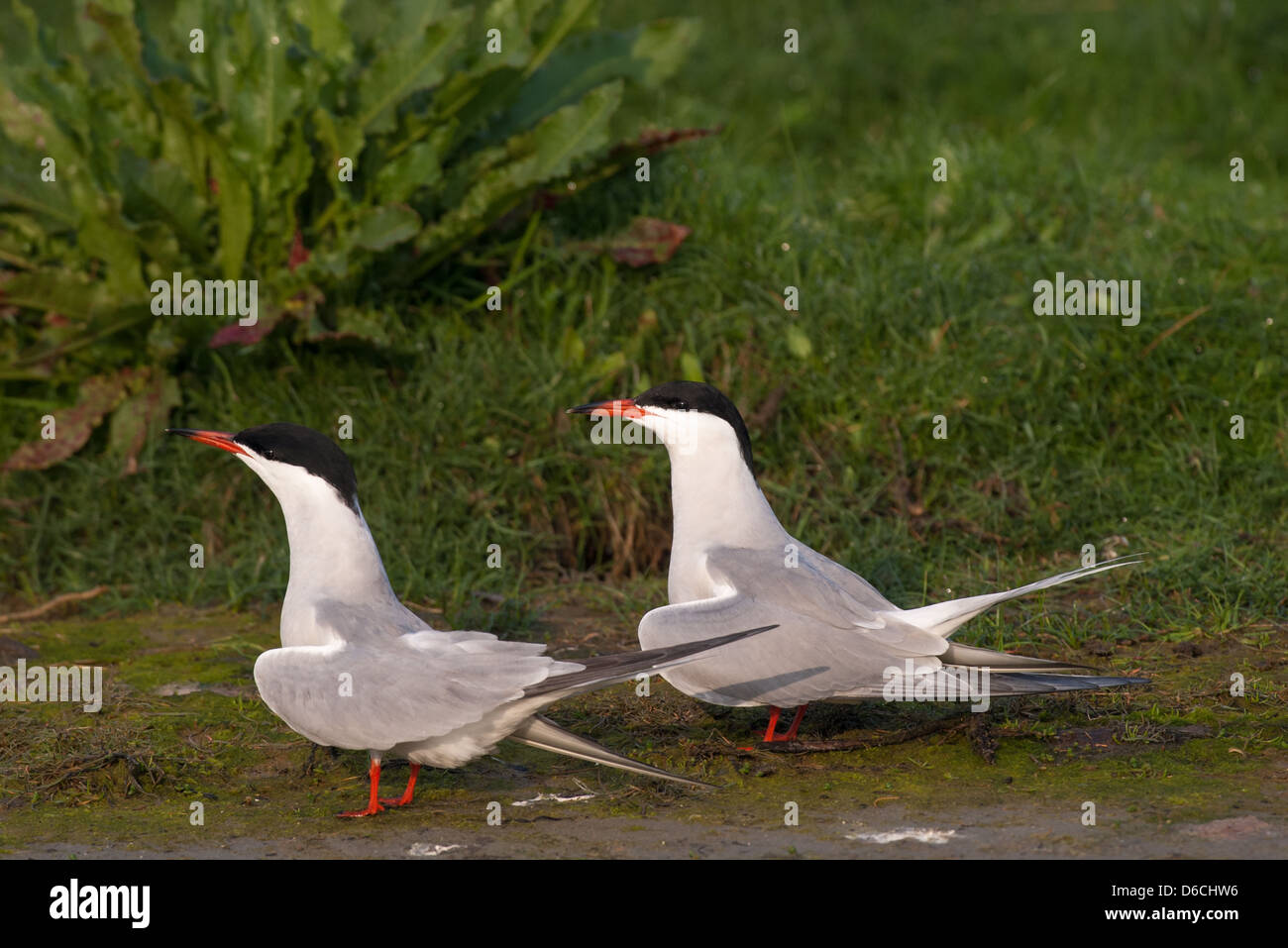 Displaying couple of Common terns Stock Photo - Alamy
