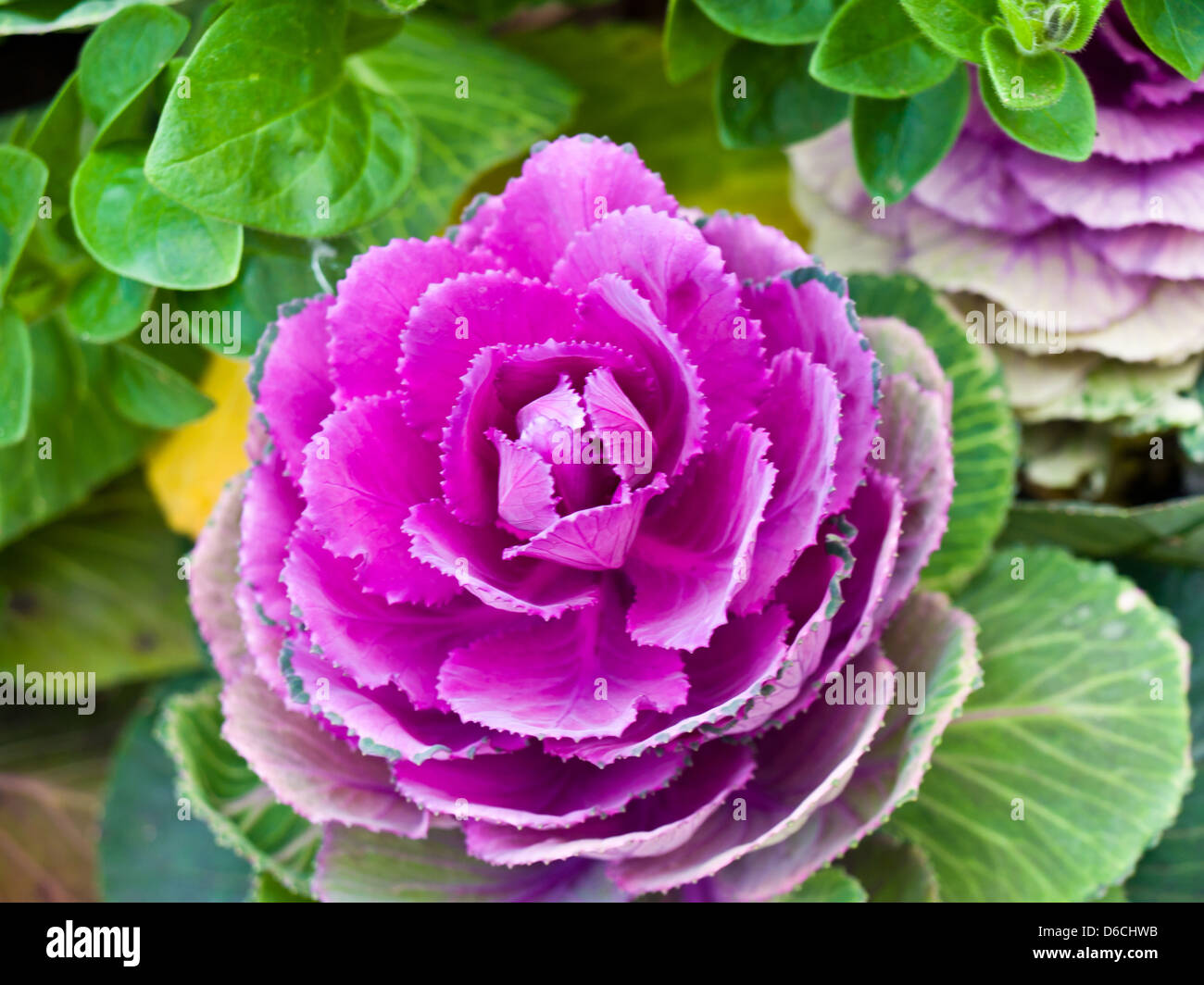 Violet flowering cabbage in nature Stock Photo - Alamy