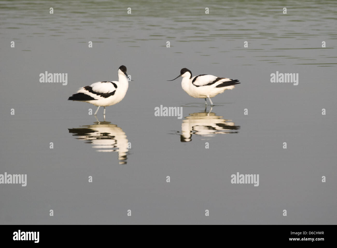 Pair of avocets in the water Stock Photo - Alamy