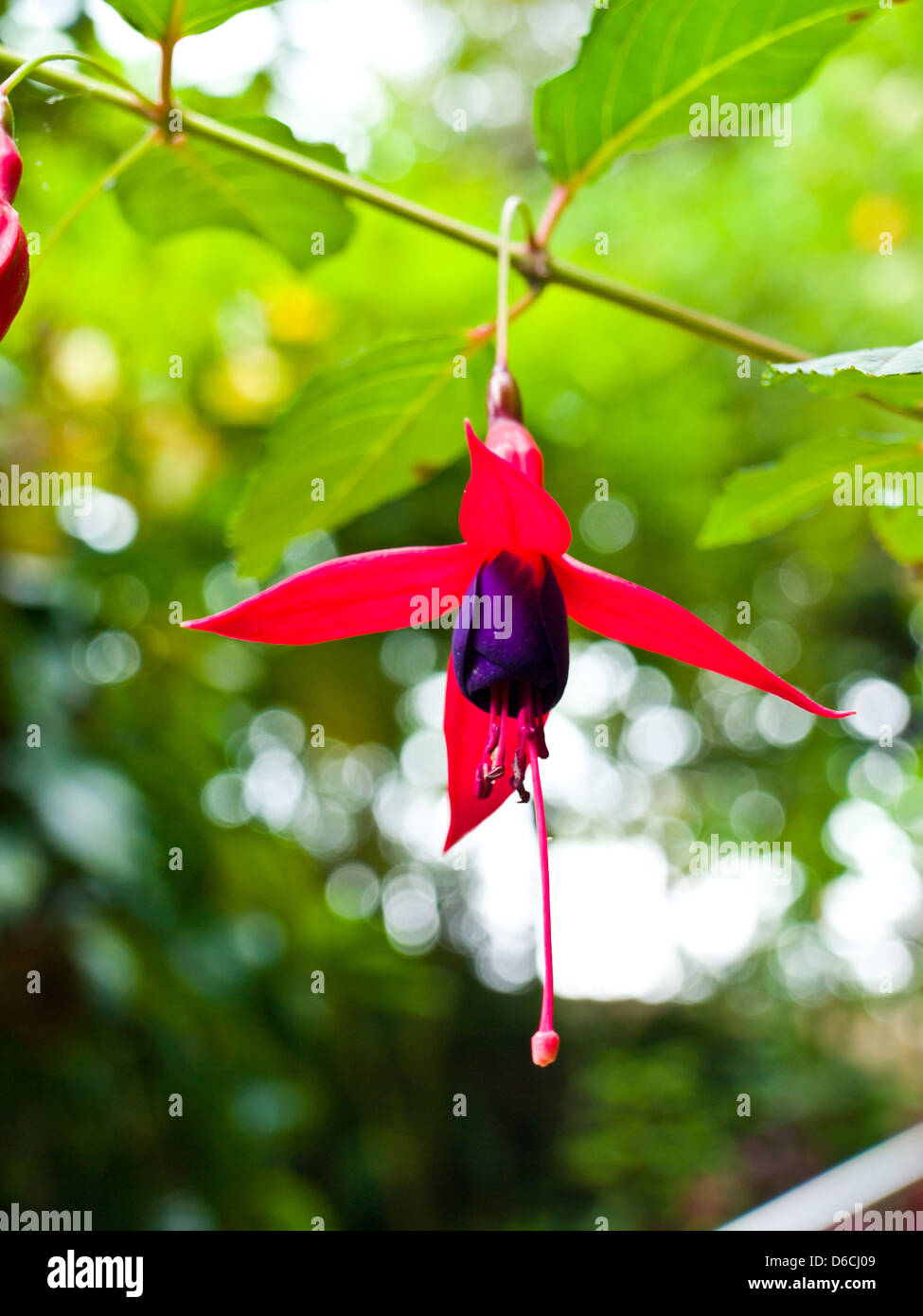 Fuchsia flower in nature Stock Photo - Alamy