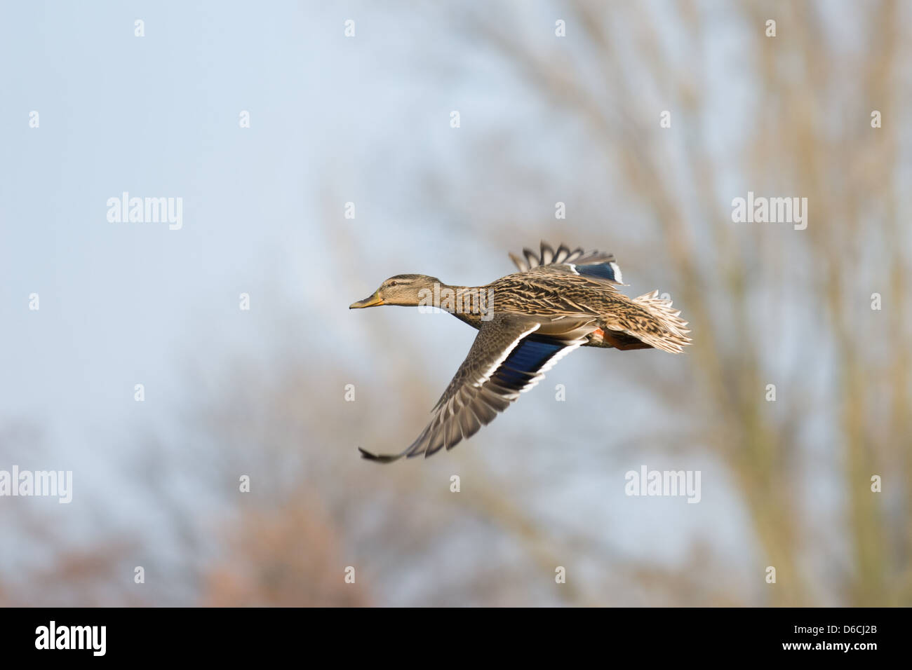 Flying mallard duck, female in flight Stock Photo - Alamy