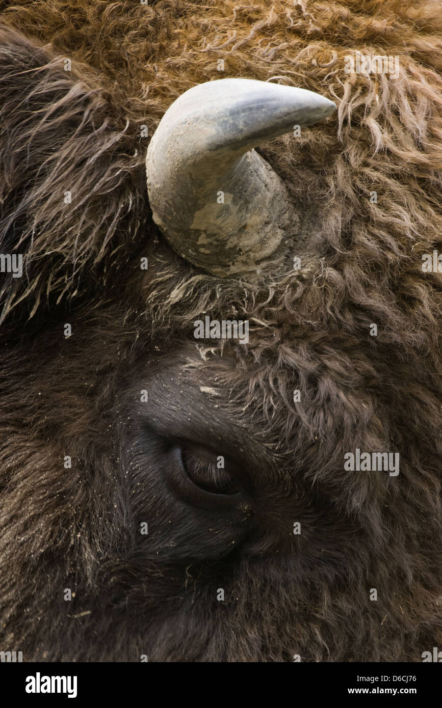 Wisent germany westfalen hi-res stock photography and images - Alamy