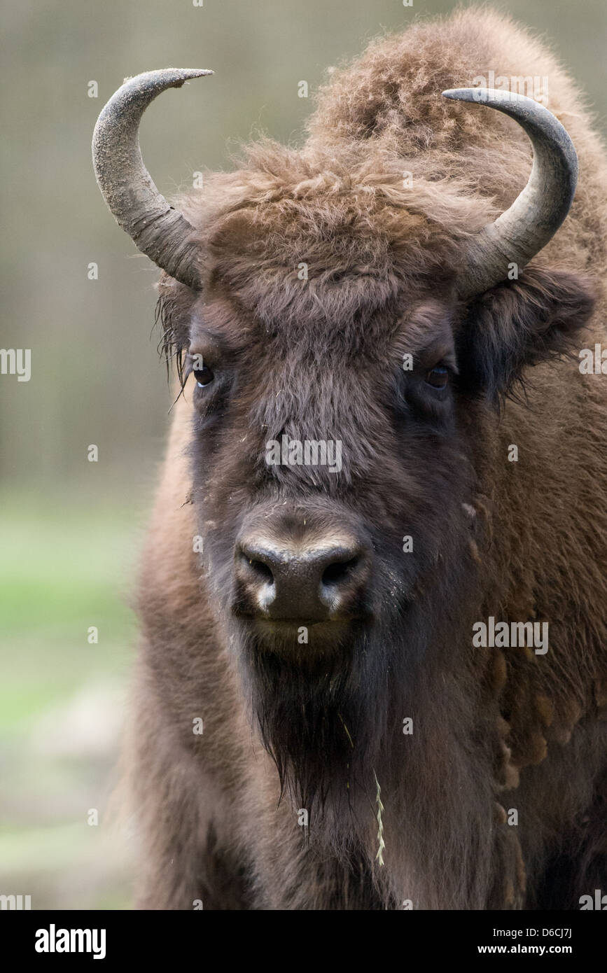 Wisent germany westfalen hi-res stock photography and images - Alamy