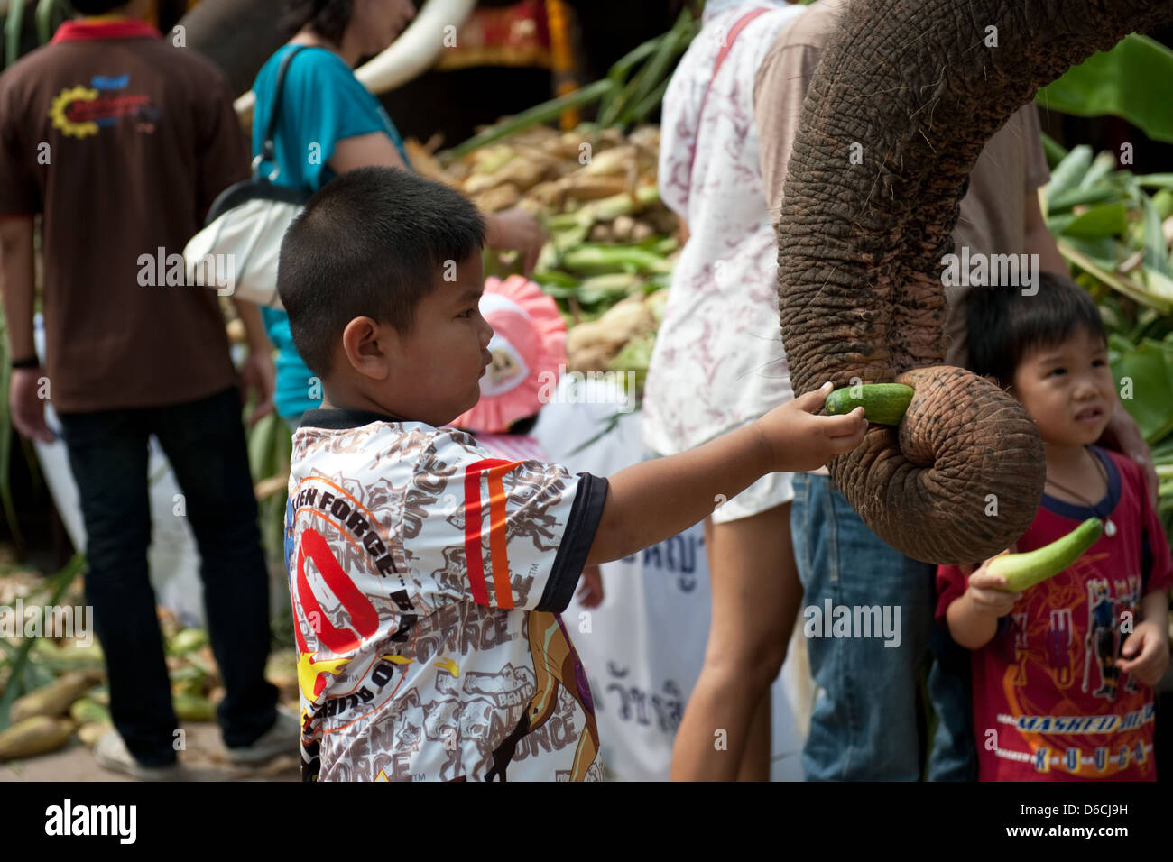 Ayutthaya, Thailand, the elephant takes a cucumber a boy with his snout ...
