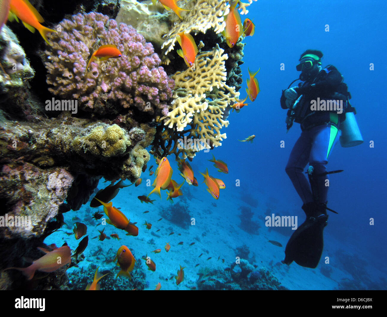 underwater,coral reef,diver,diving,red sea Stock Photo - Alamy
