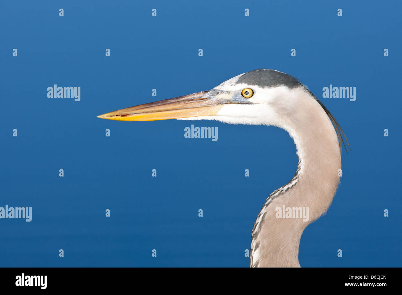 Great Blue Heron head shot herons shorebird wading bird nature wildlife ...