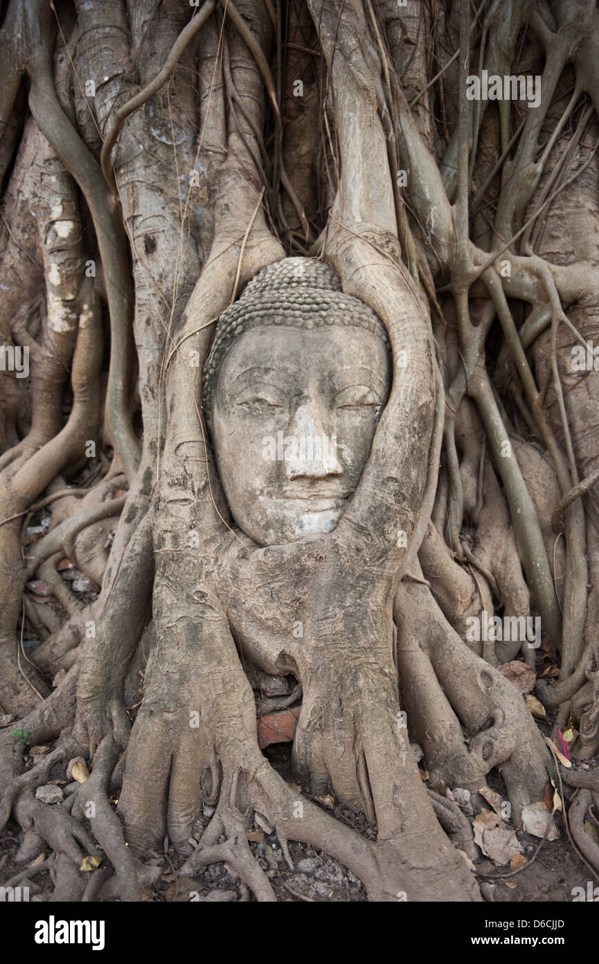 Buddha bodhi tree hi-res stock photography and images - Alamy