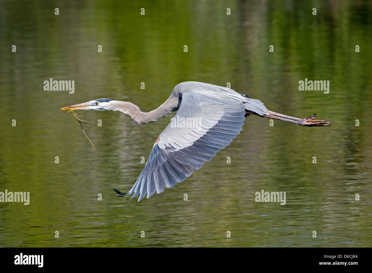 Great Blue Heron flying herons shorebird wading bird nature wildlife ...