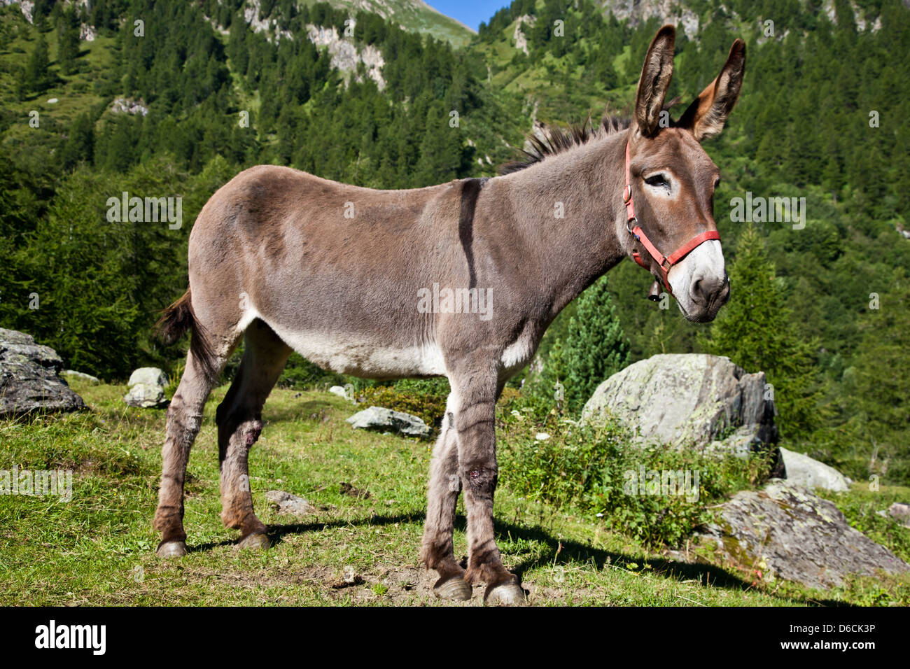 Donkey on Italian Alps Stock Photo - Alamy