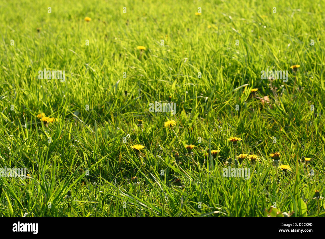 happy landscape sky and grass Stock Photo - Alamy