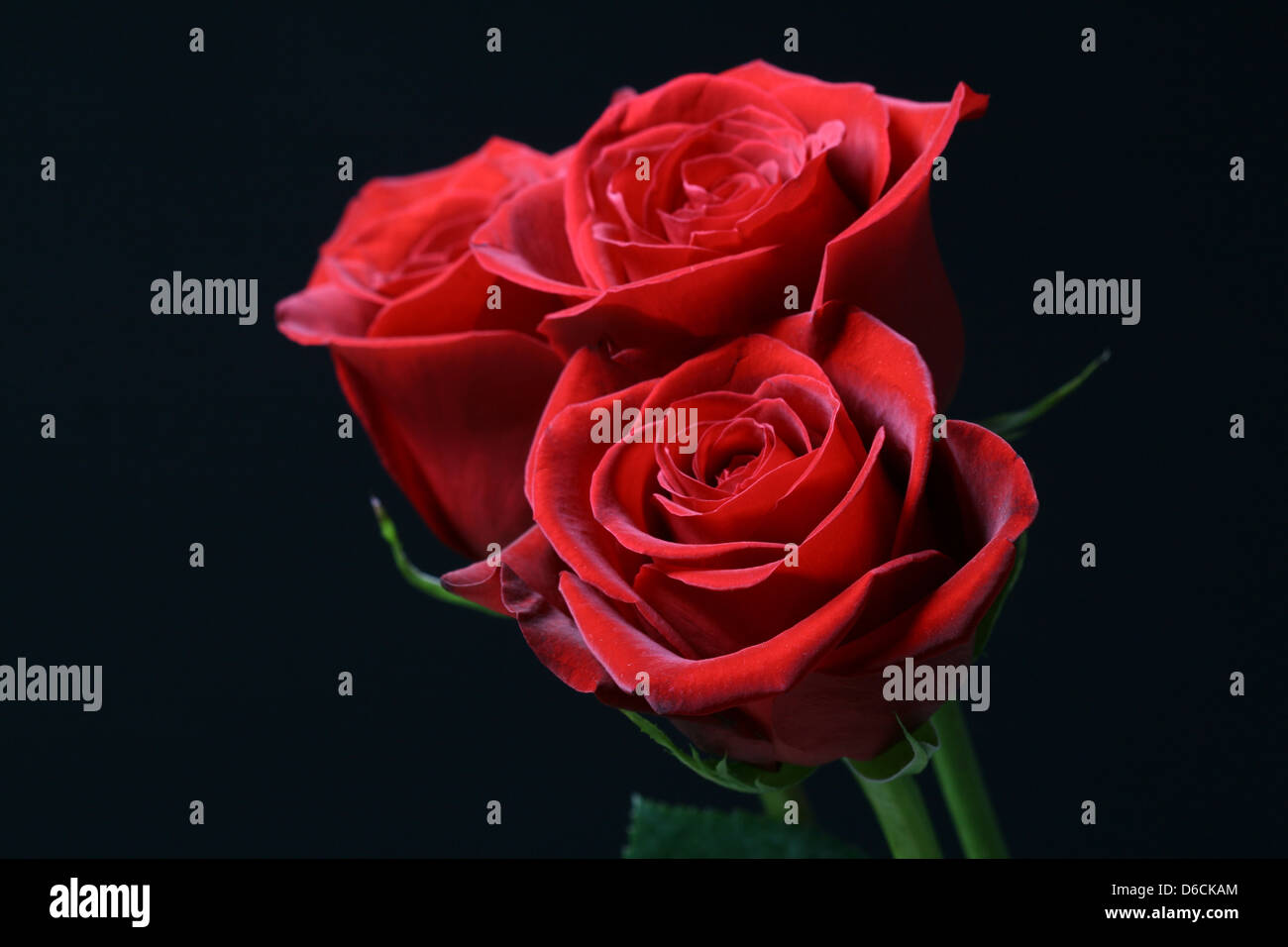 red roses on the black romantic and beautiful Stock Photo - Alamy