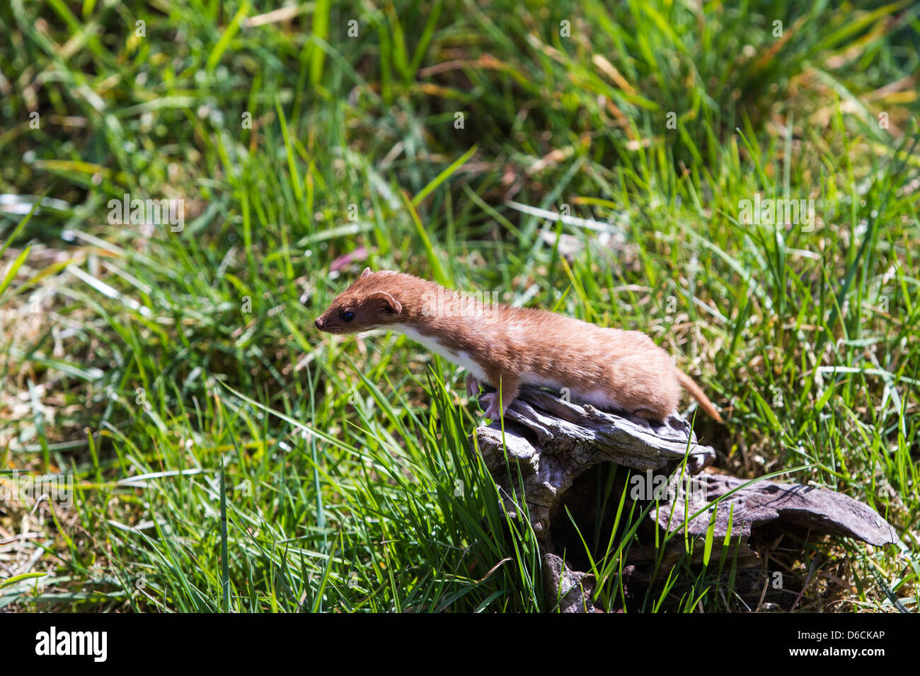 Weasel uk hi-res stock photography and images - Alamy