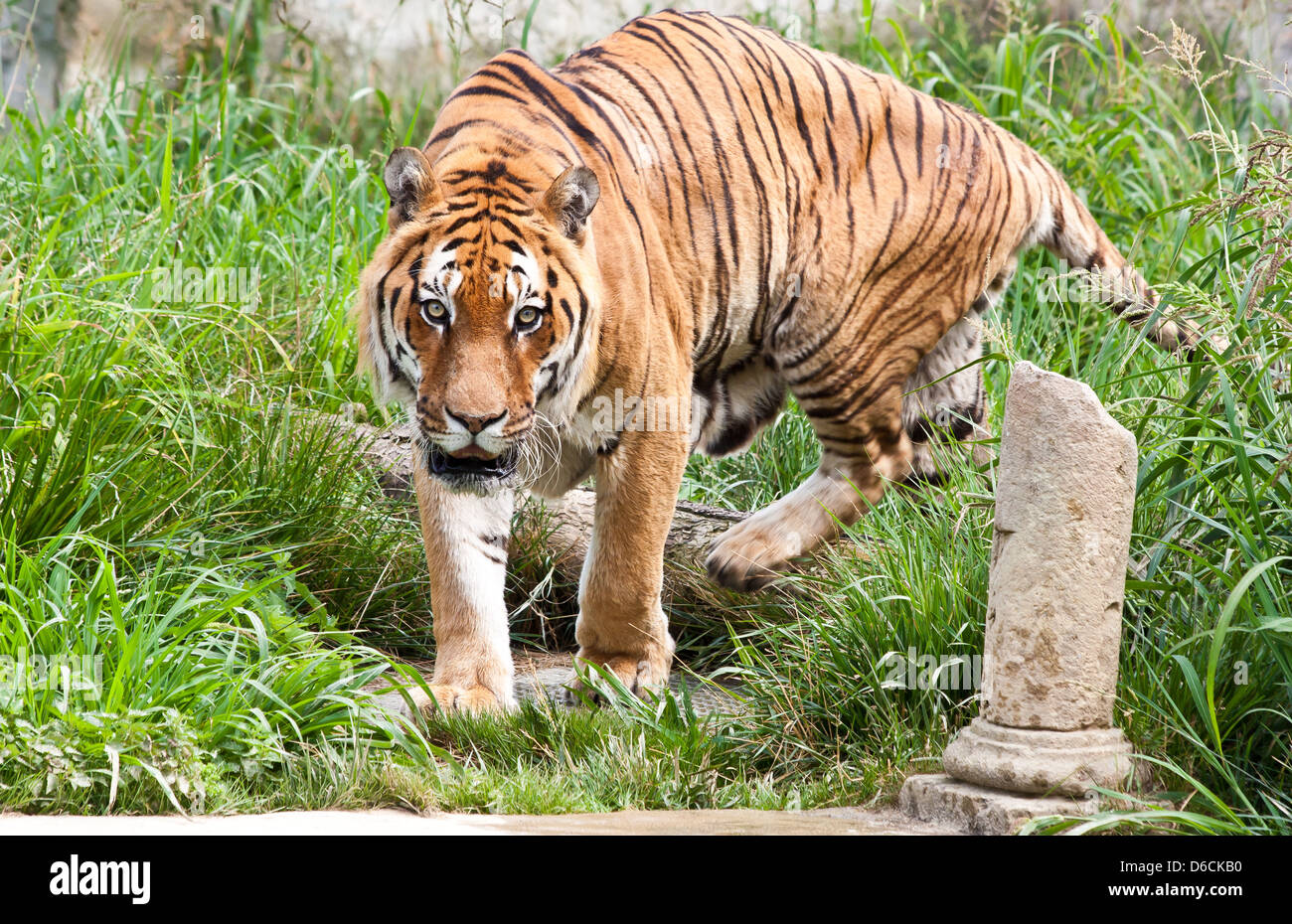Danger: hungry tiger Stock Photo - Alamy