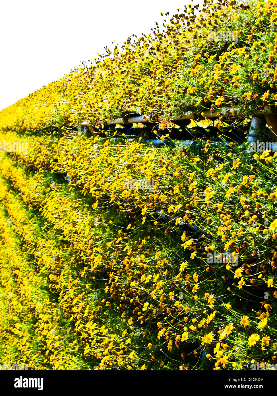 Yellow Cosmos flower wall in nature Stock Photo - Alamy