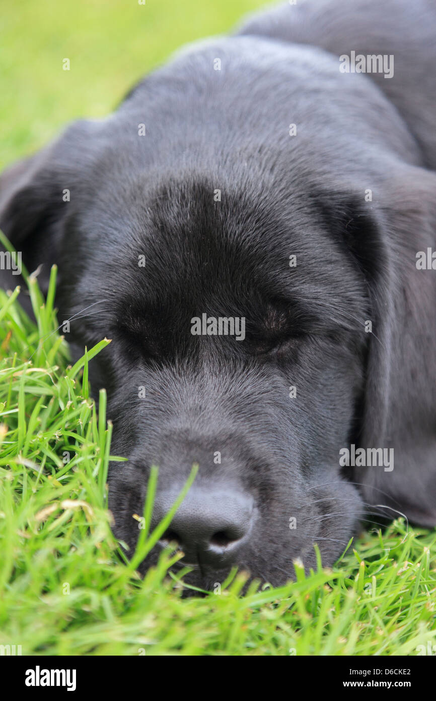 Black Labrador puppy dog lying with eyes closed asleep on grass outside ...