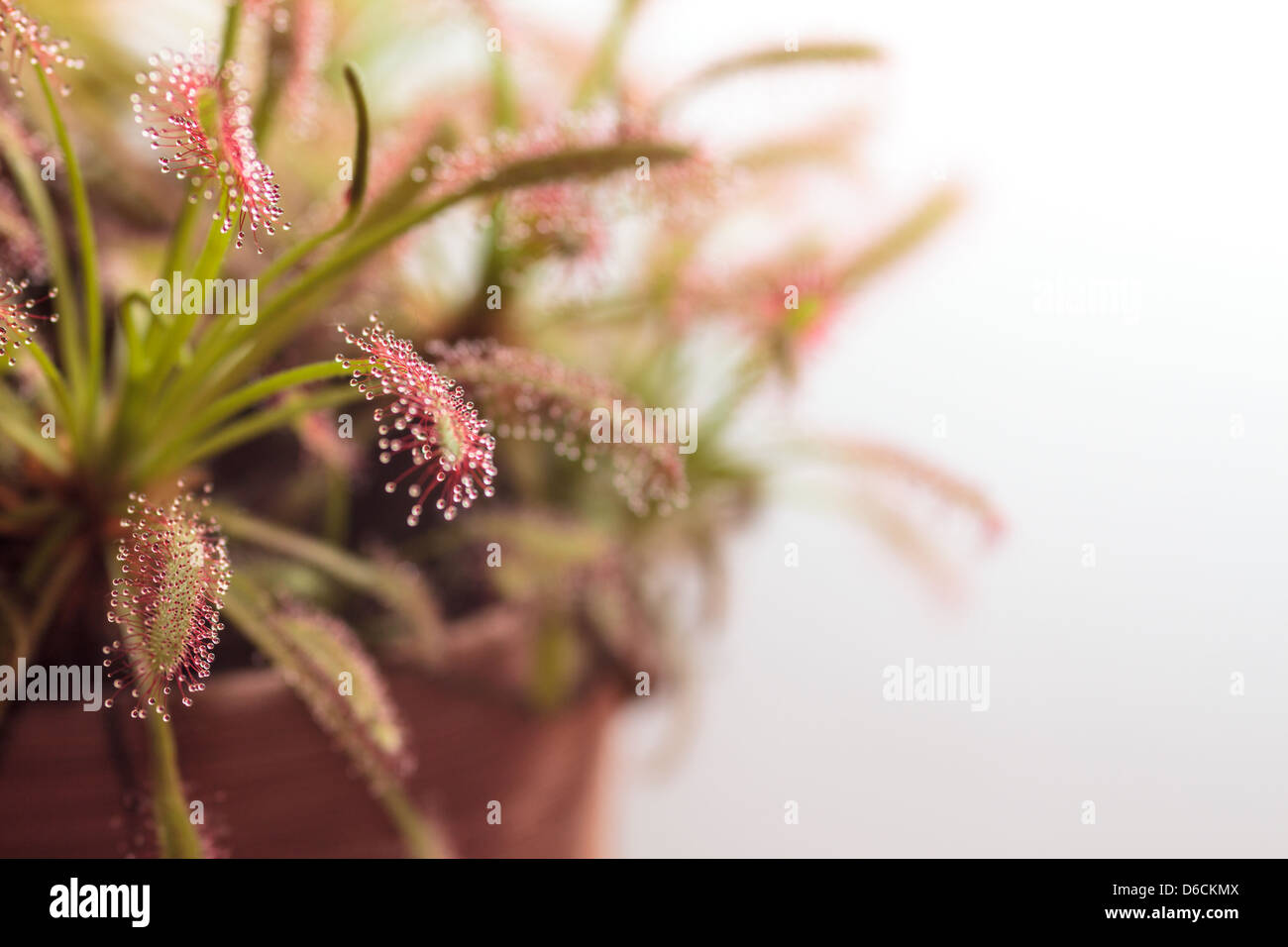 Close-up picture of a carnivorous plant (Drosera capensis) with grey ...